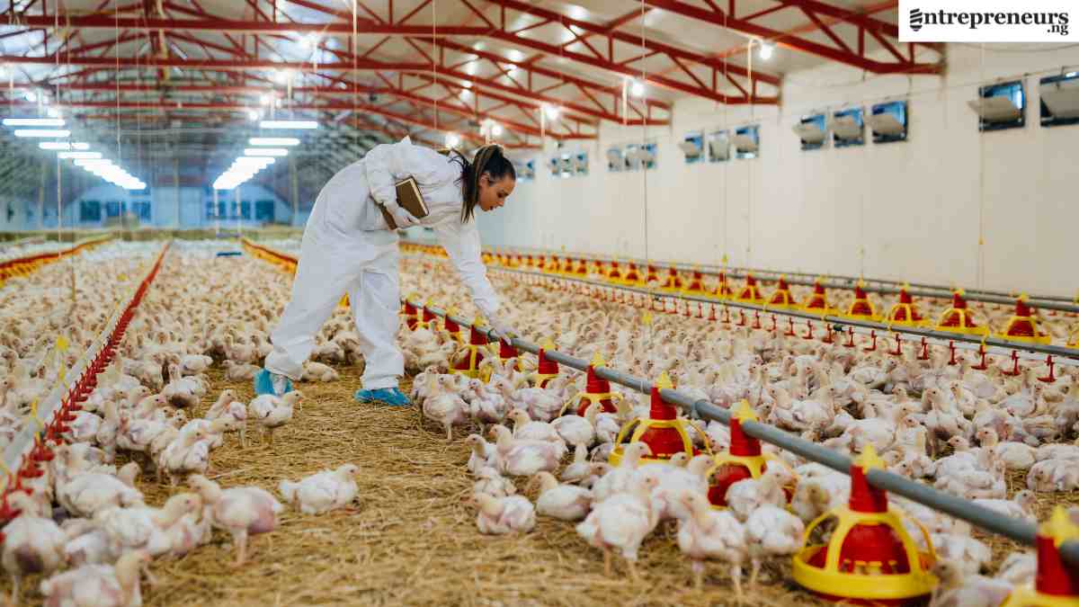 How to Start a Poultry Farming Business (2025 Proven Guide + Business Plan)
