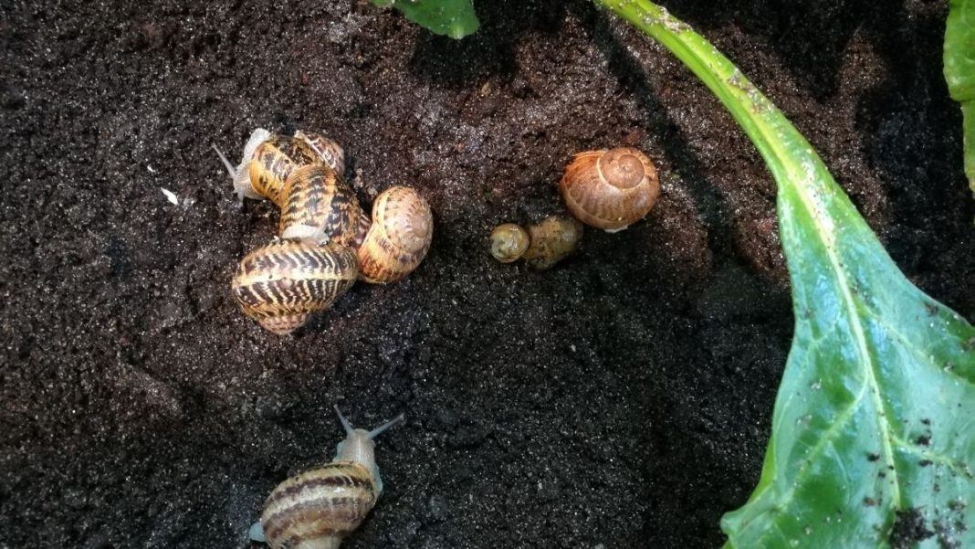Snail Farming In Nigeria: A Comprehensive Guide For Beginners